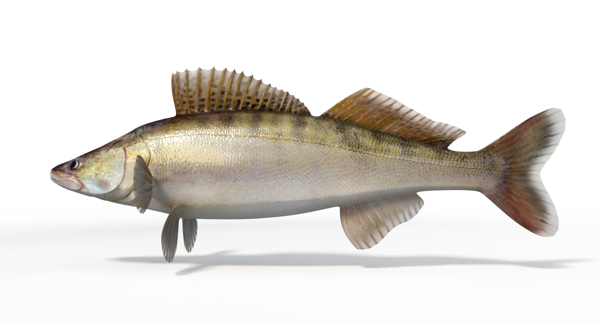 3d model zander fish animation