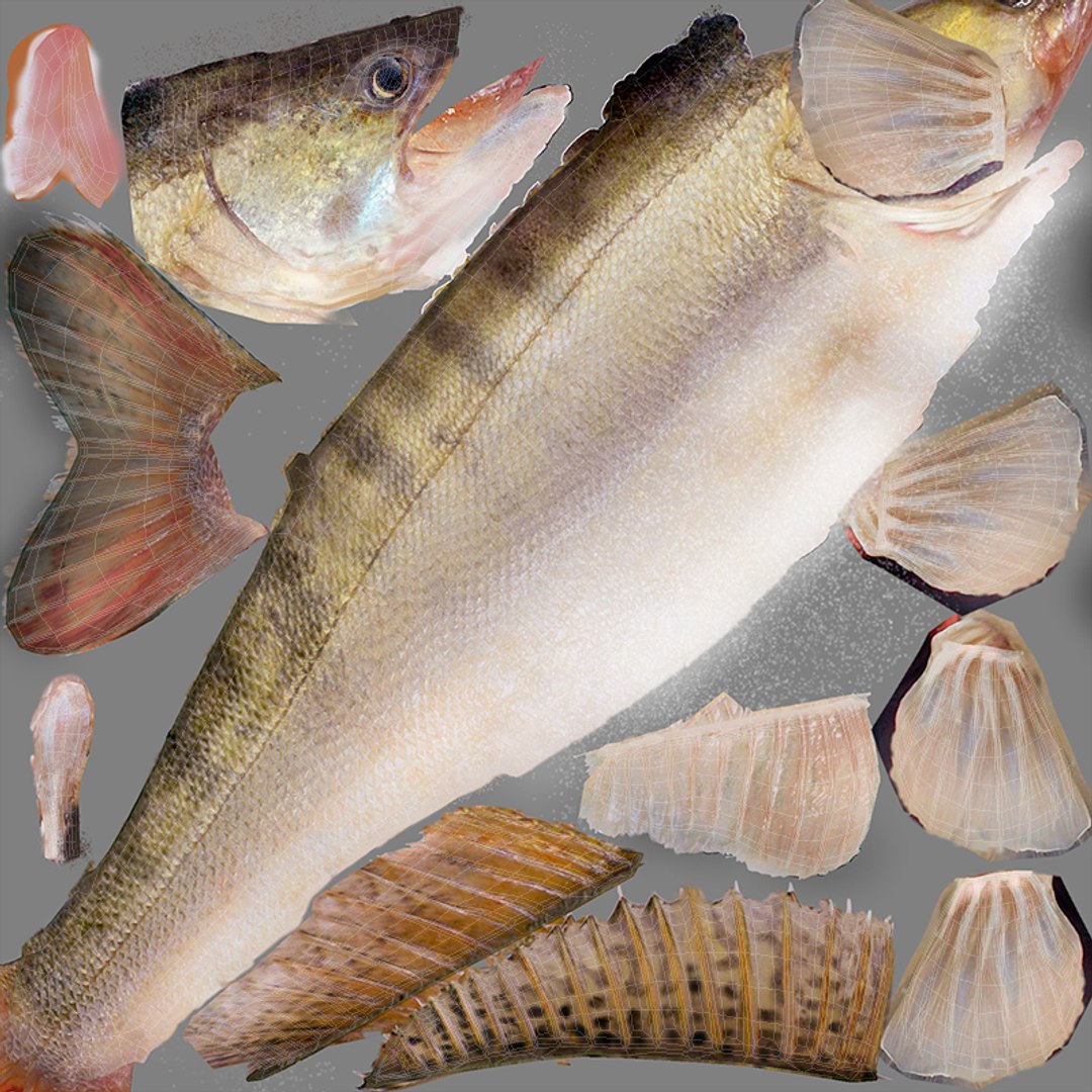 3d model zander fish animation
