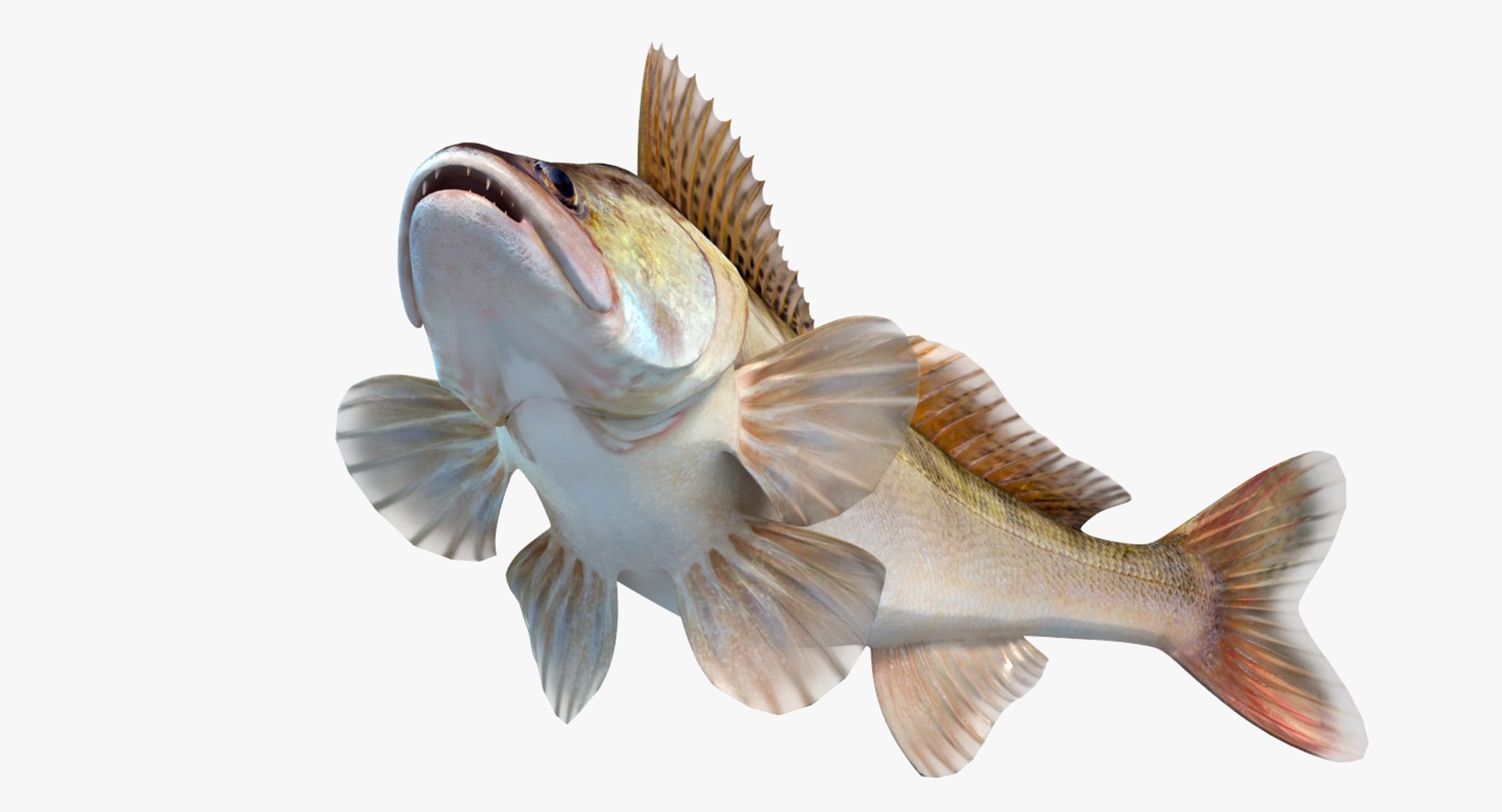 3d model zander fish animation