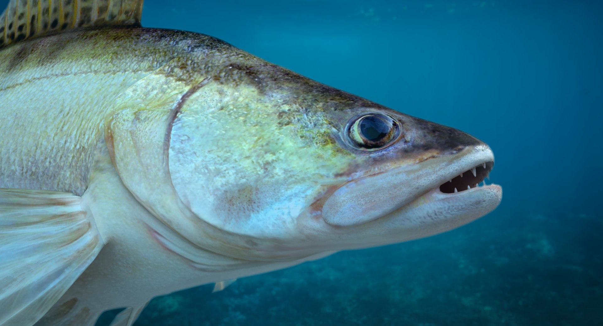 Zander Fish Teeth