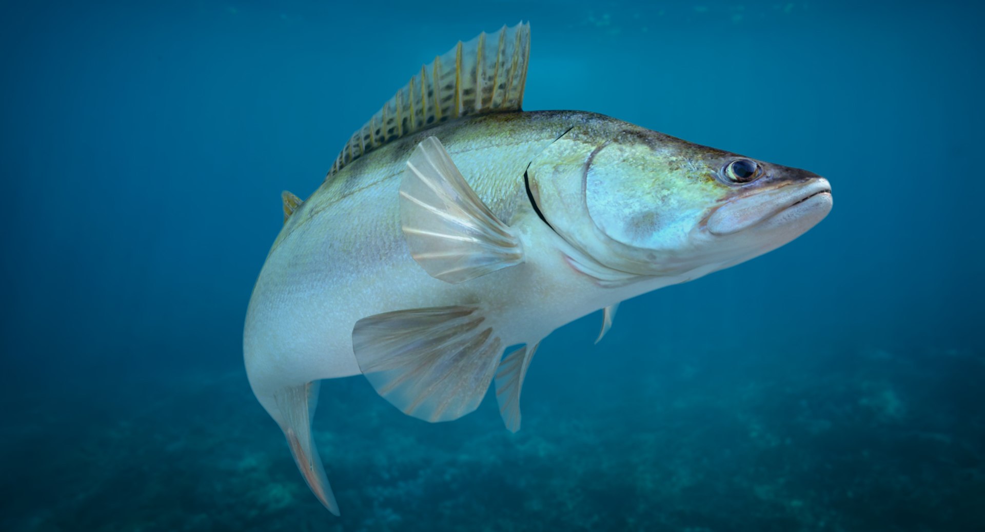 3d model zander fish animation