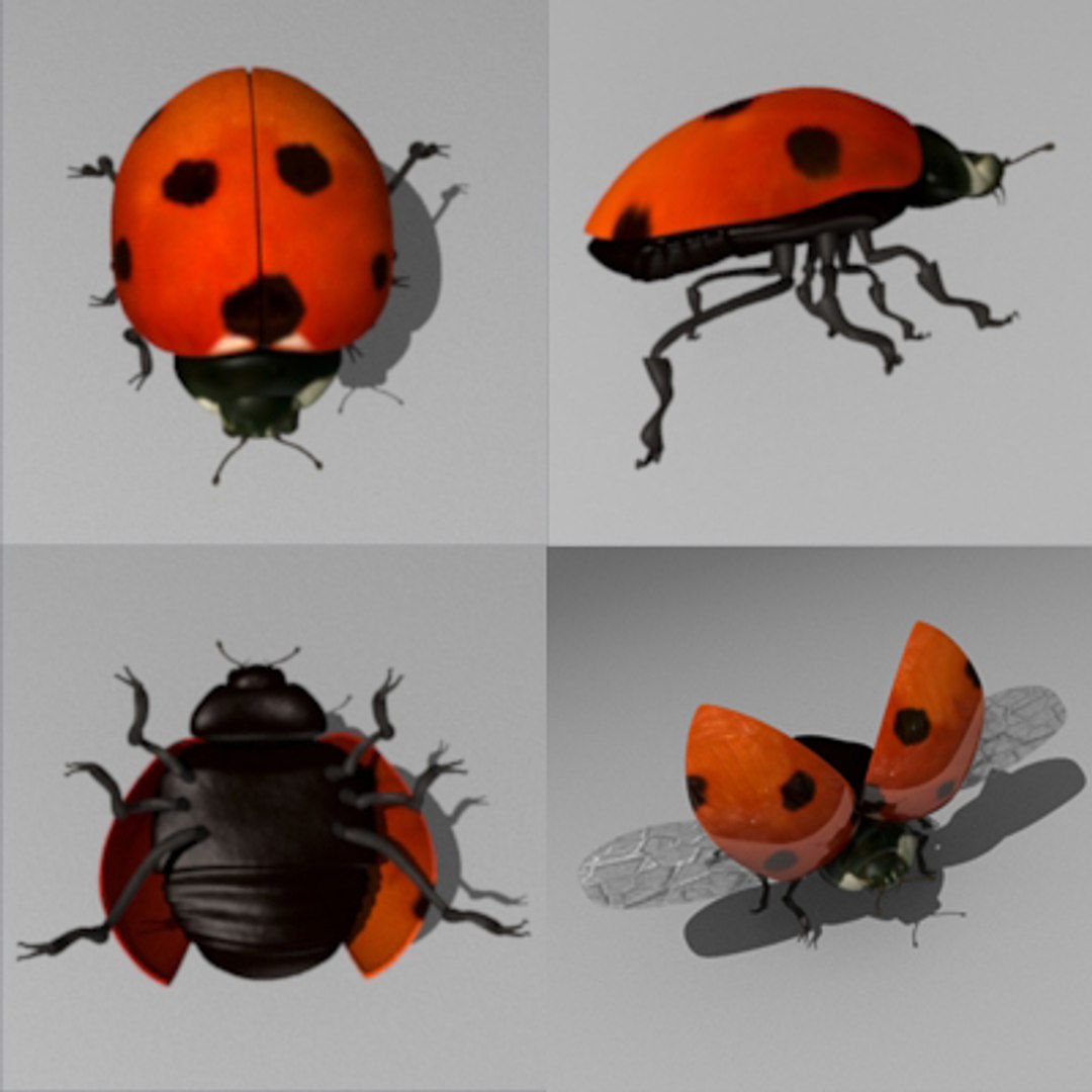 3ds Ladybug Beetle