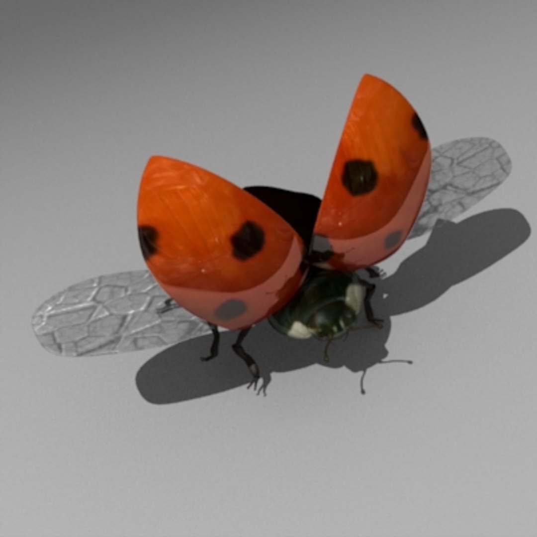 3ds Ladybug Beetle