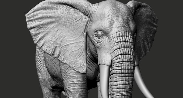 African elephant realistic zbrush 3D model - TurboSquid 1312930
