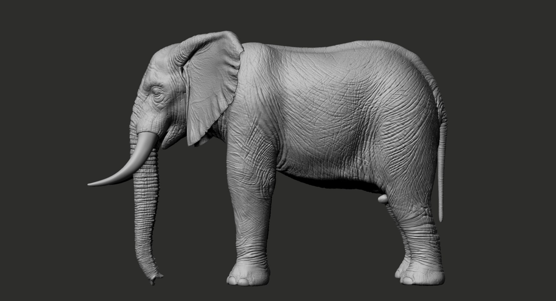African Elephant Realistic Zbrush 3d Model Turbosquid 1312930