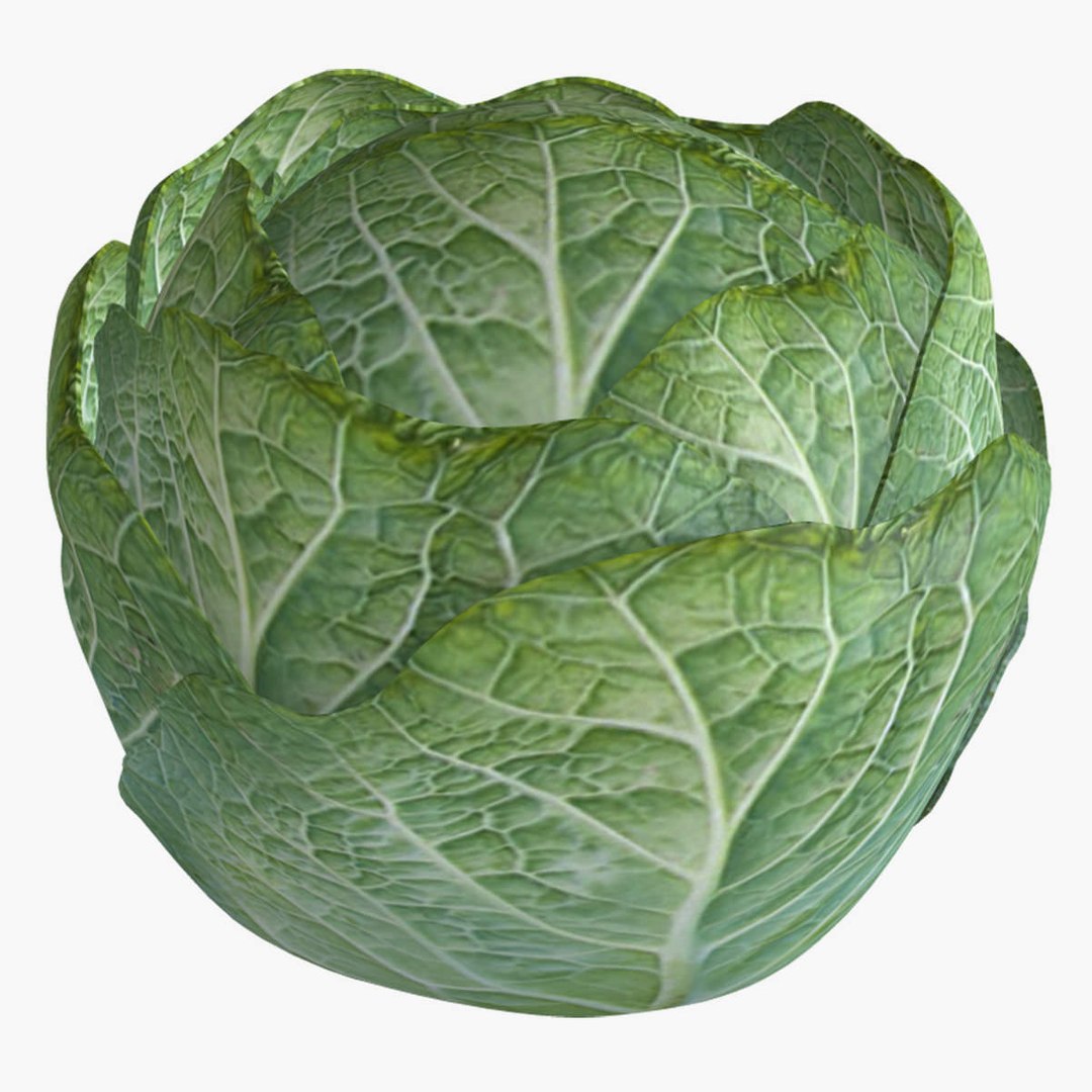 VEG-001 Cabbage 3D model - TurboSquid 1990878
