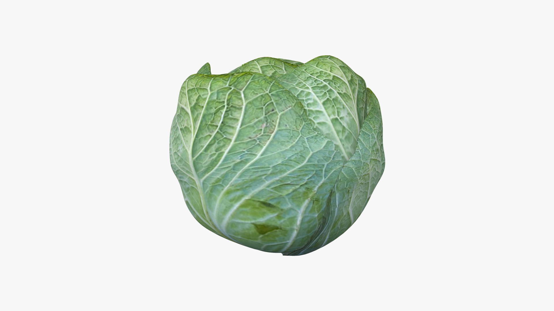 VEG-001 Cabbage 3D model - TurboSquid 1990878
