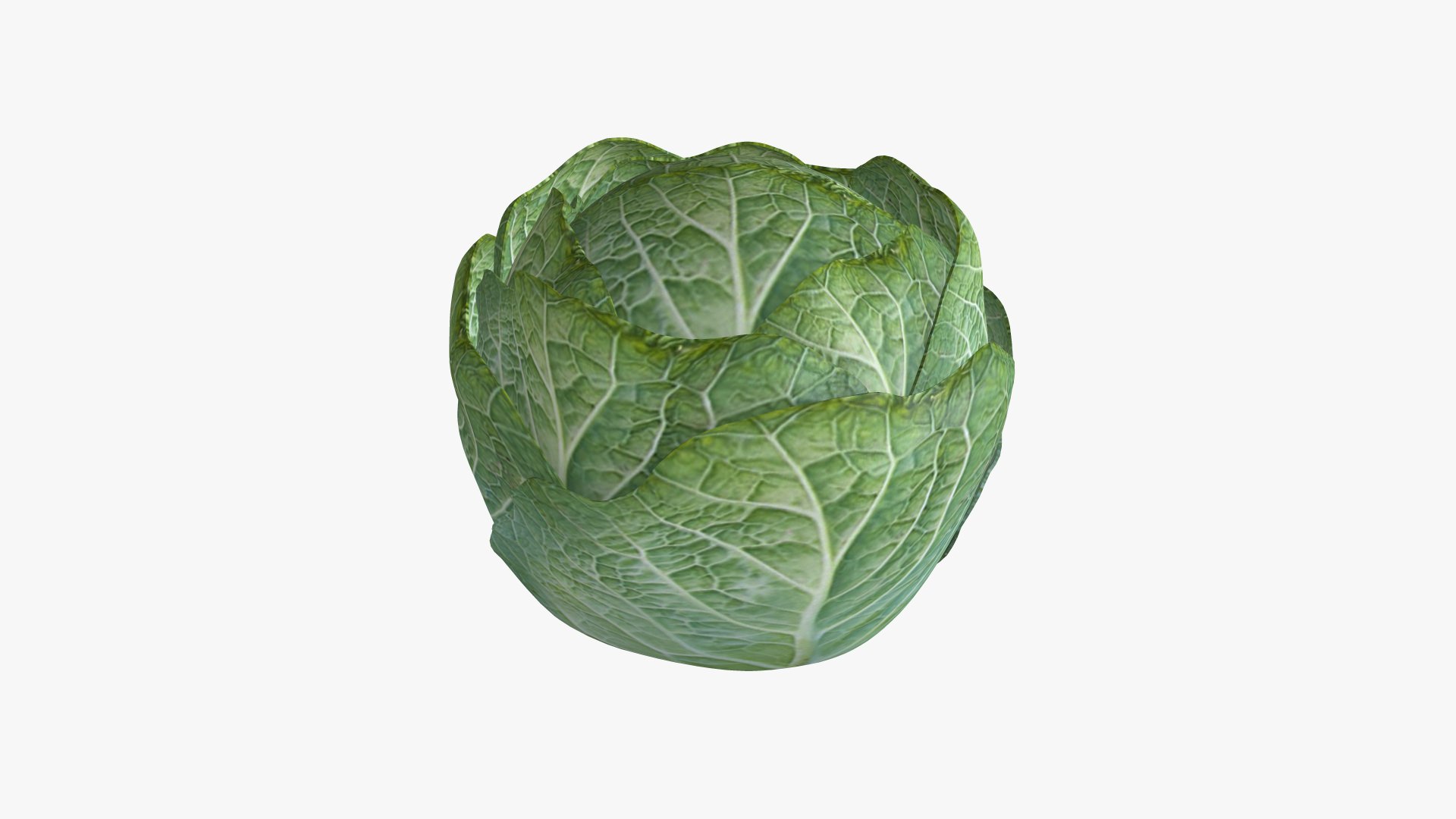 VEG-001 Cabbage 3D model - TurboSquid 1990878