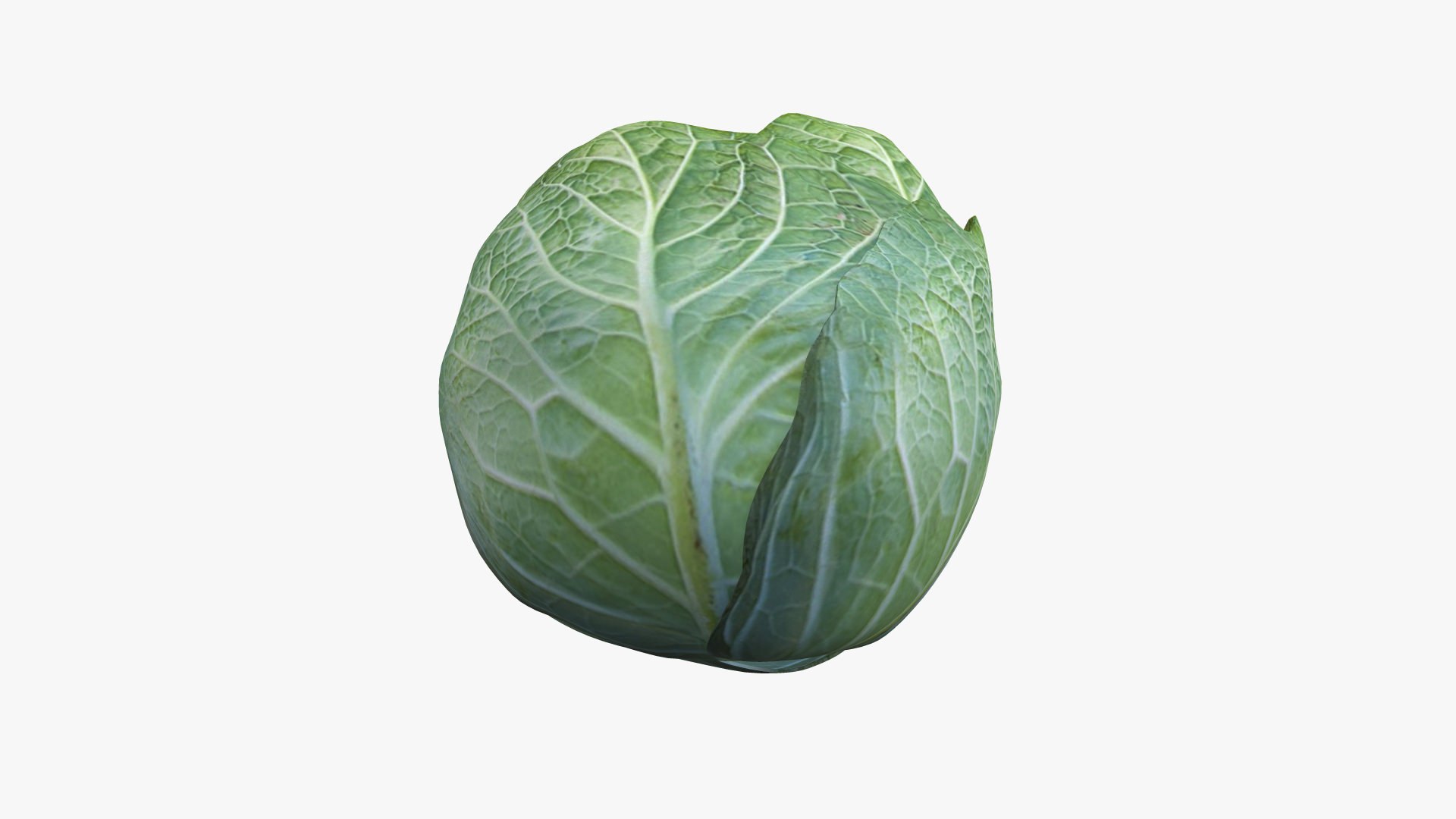 VEG-001 Cabbage 3D model - TurboSquid 1990878