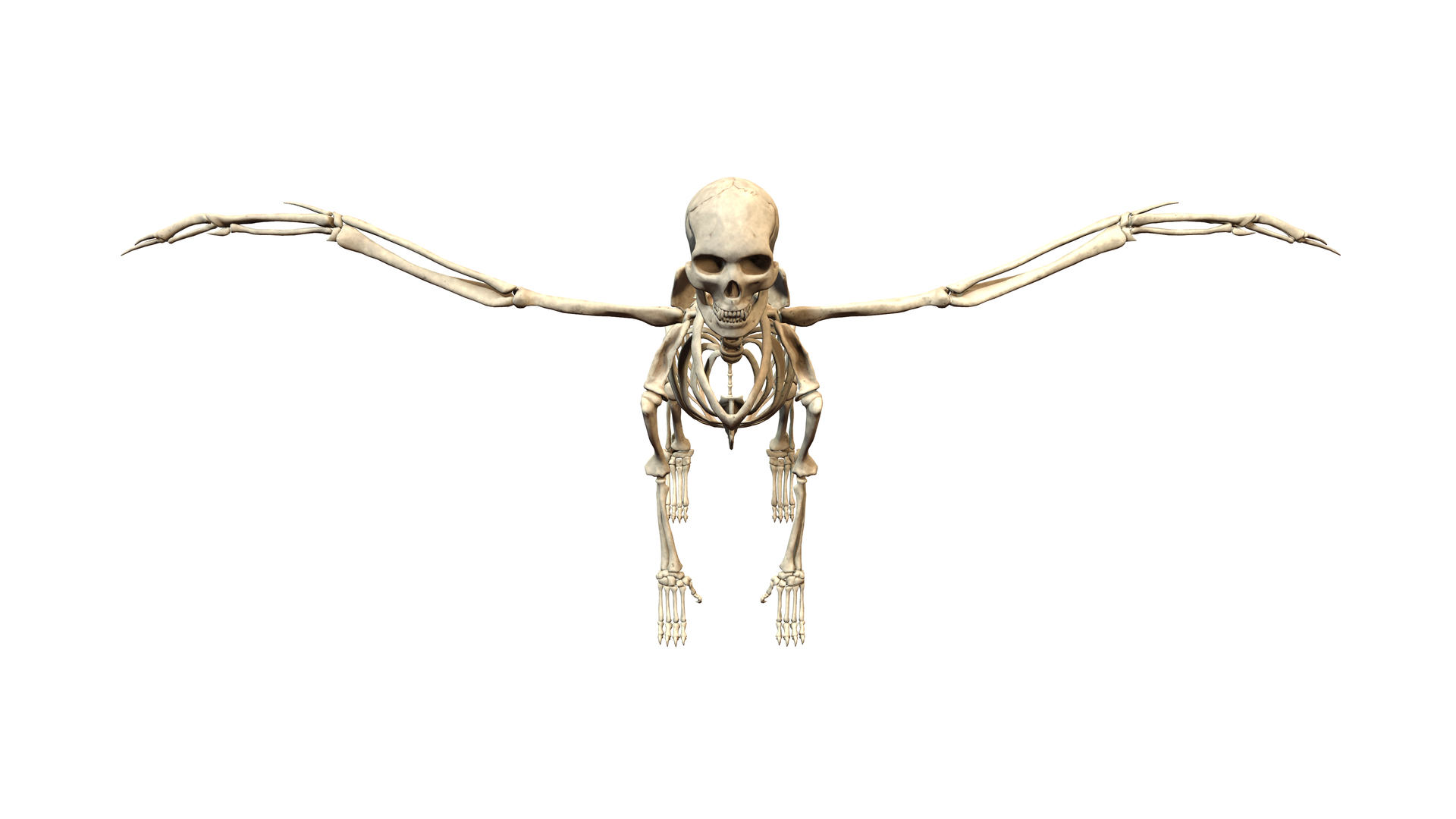 Mythological Bone Sphinx 3d Obj