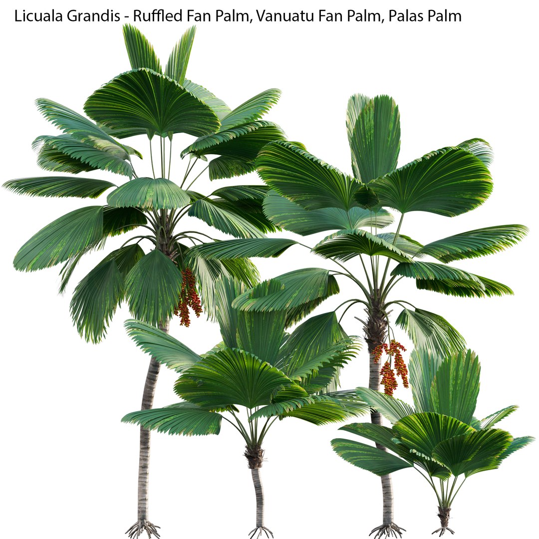 Licuala Grandis - Ruffled Fan Palm 3D model - TurboSquid 2085919