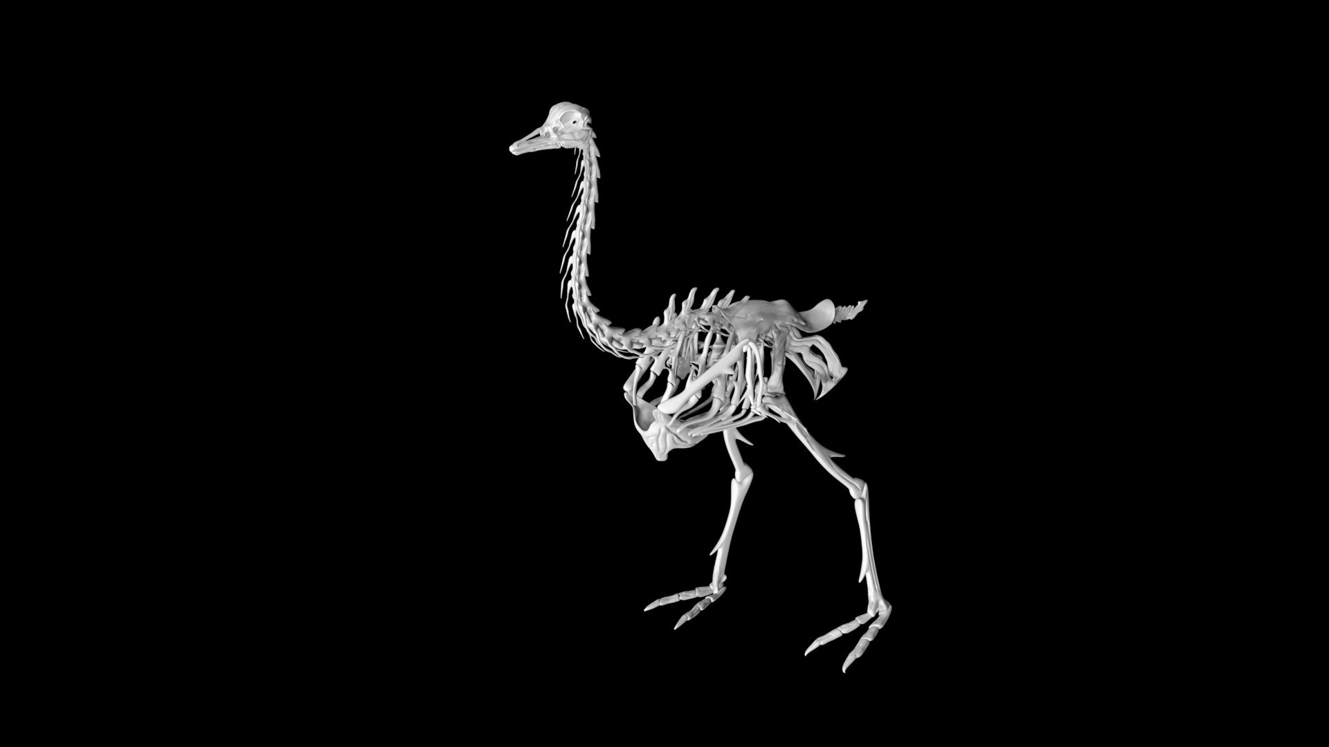 3D Model Ostrich Skeleton - TurboSquid 1887426