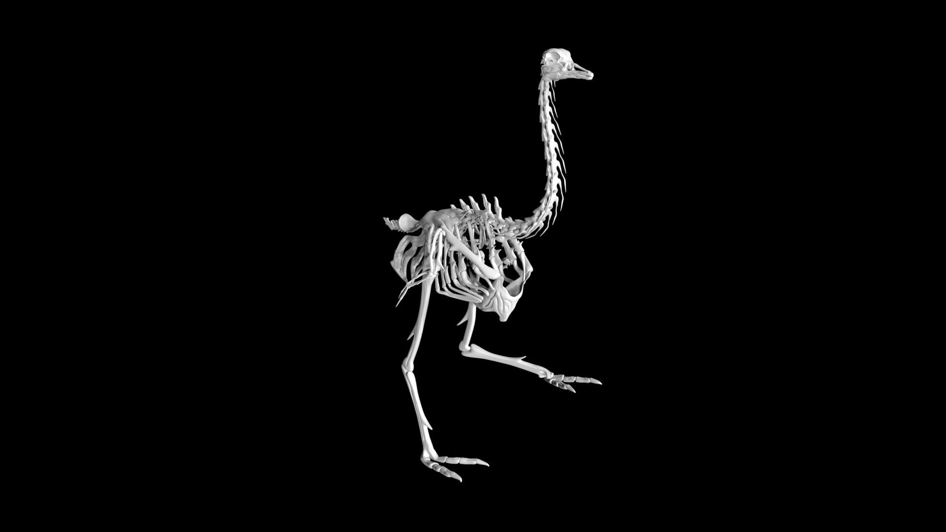 3D Model Ostrich Skeleton - TurboSquid 1887426