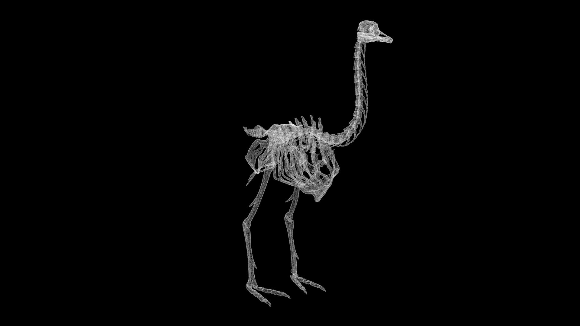 3D Model Ostrich Skeleton - TurboSquid 1887426