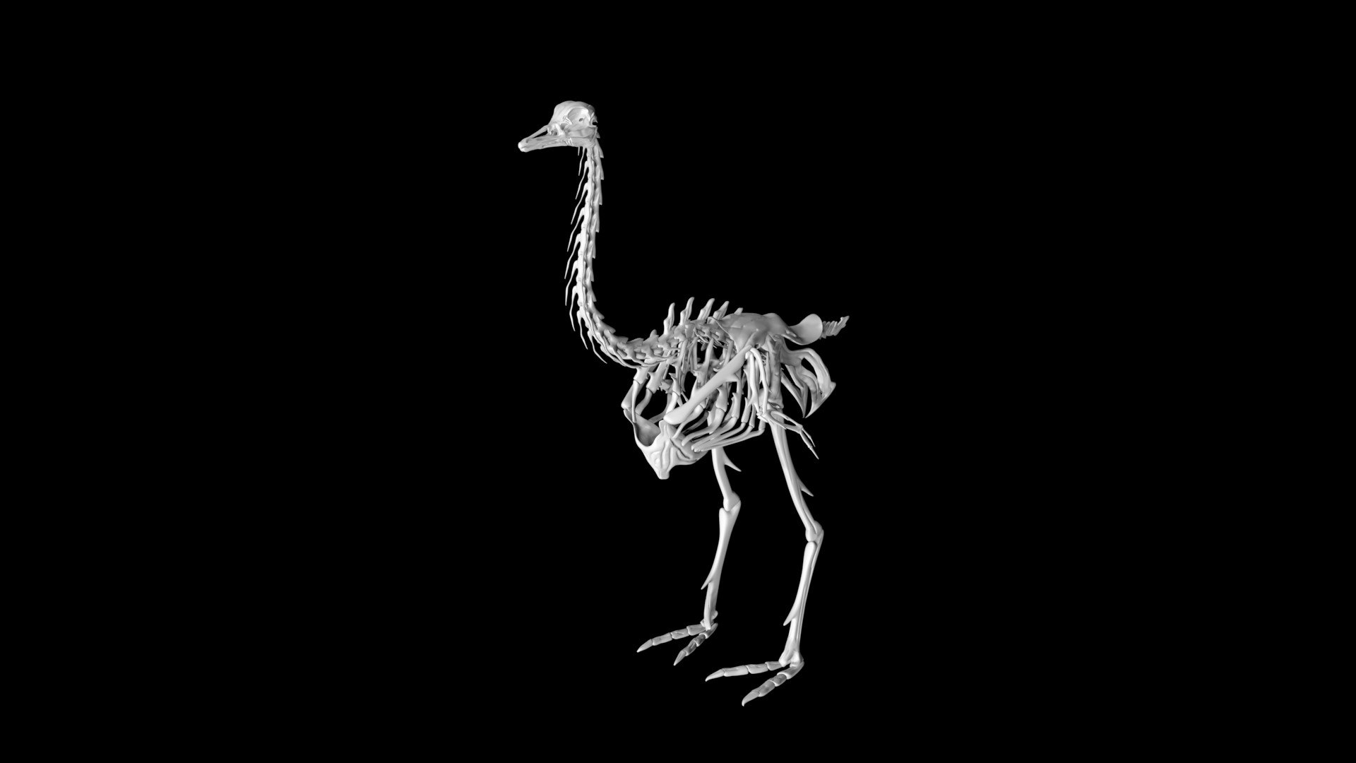 3D Model Ostrich Skeleton - TurboSquid 1887426