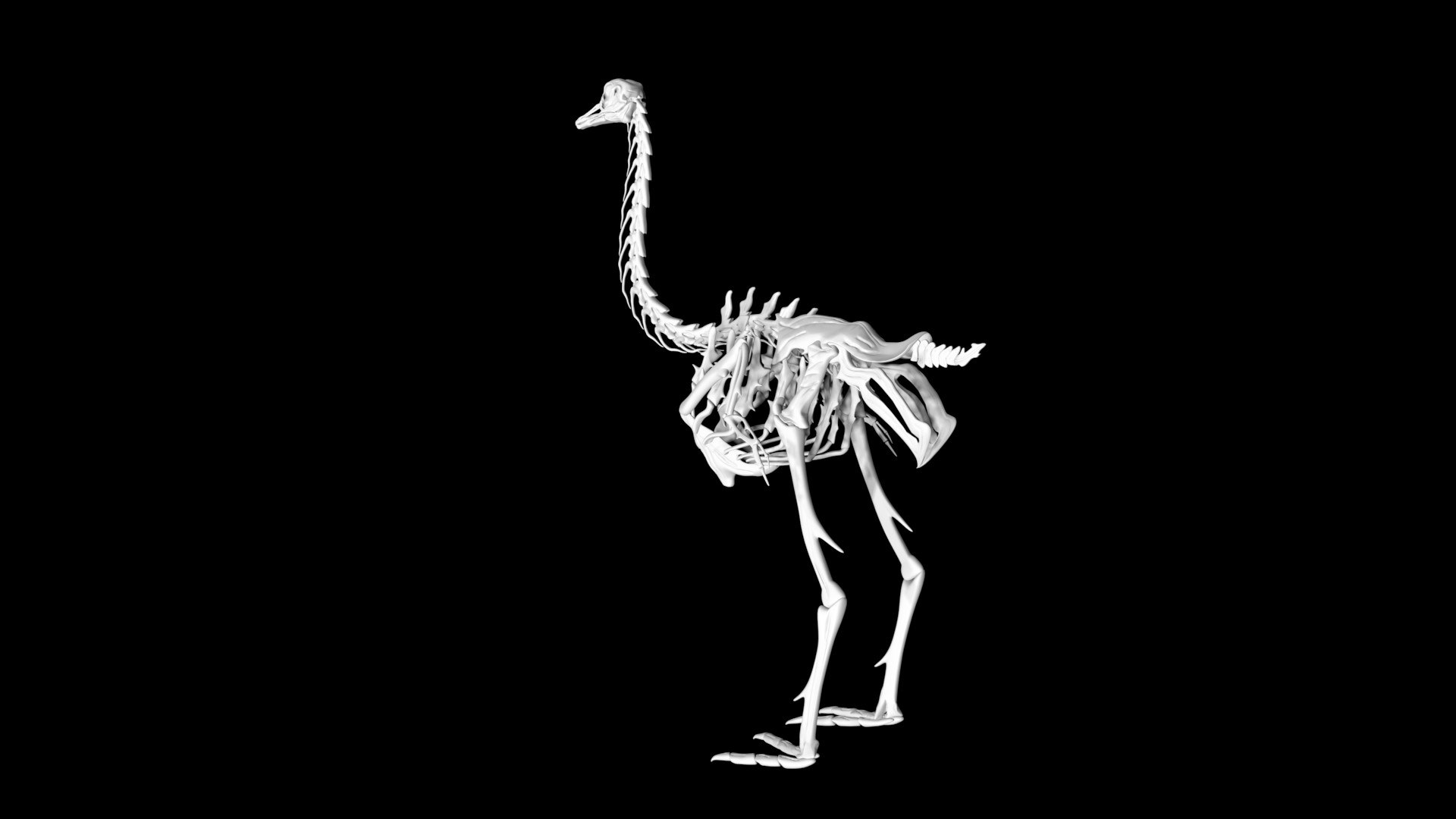 3D Model Ostrich Skeleton - TurboSquid 1887426