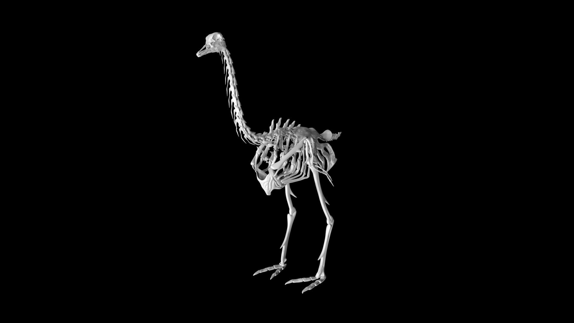 3D Model Ostrich Skeleton - TurboSquid 1887426