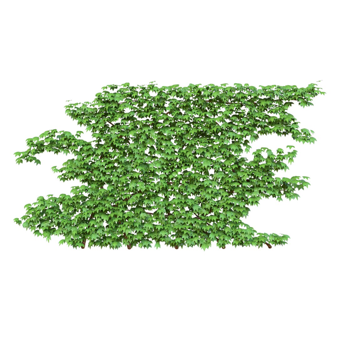 Ivy Wall Model - TurboSquid 1334752