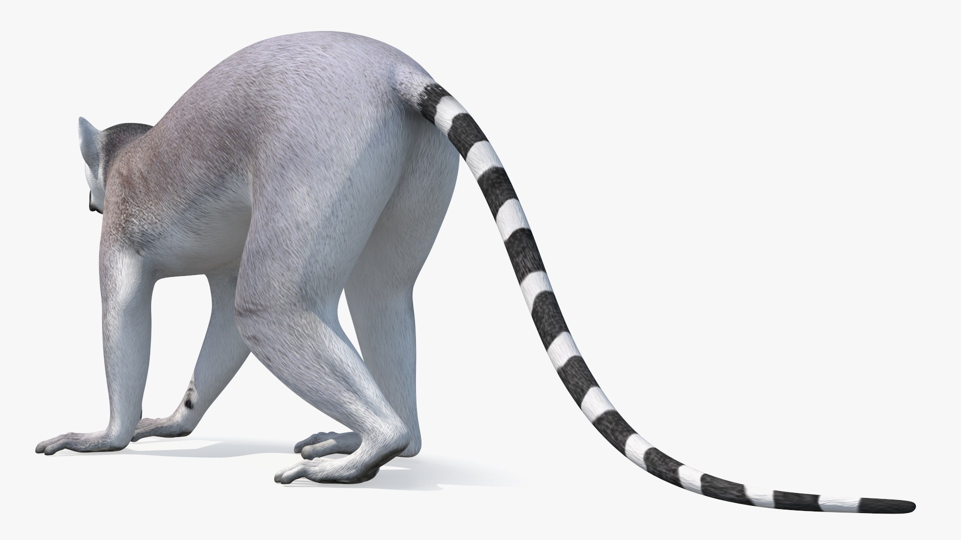 Grey Lemur Walking 3D Model - TurboSquid 2197400