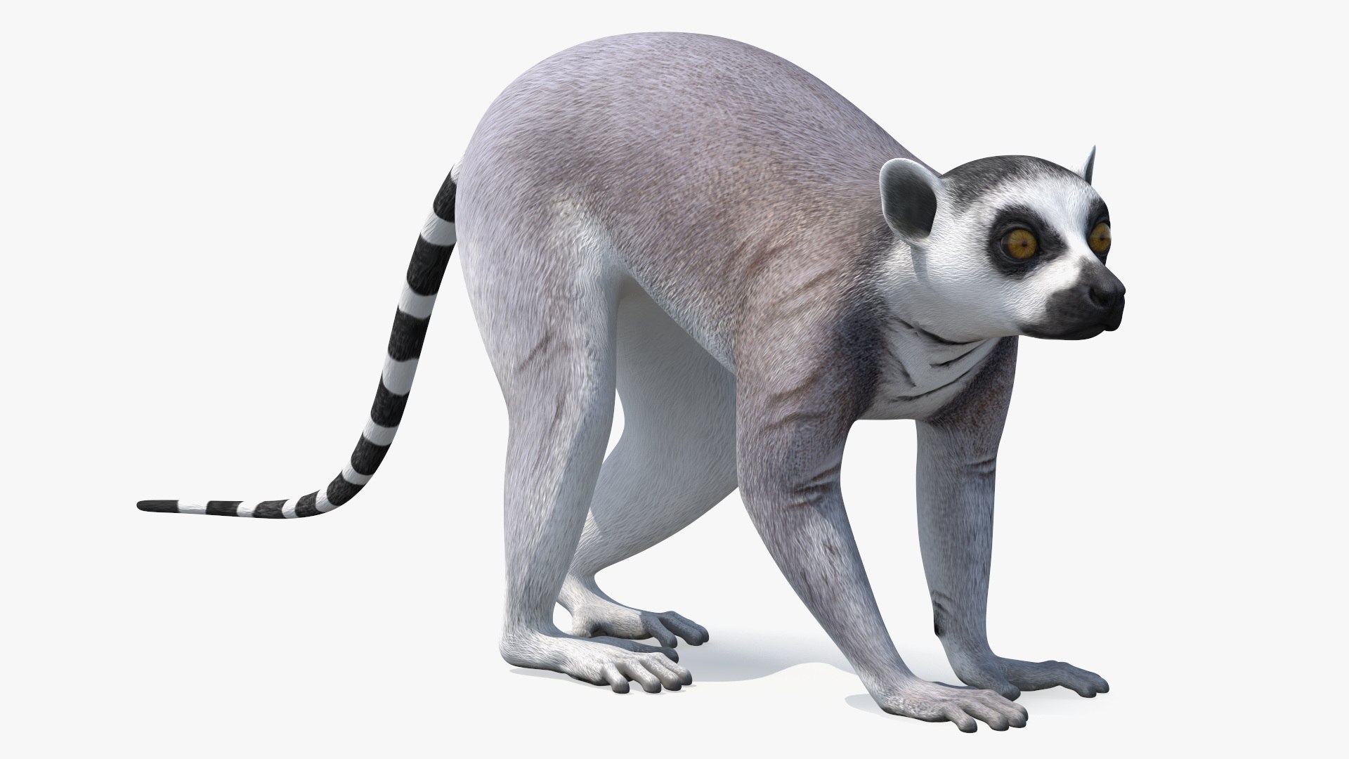 Grey Lemur Walking 3D Model - TurboSquid 2197400