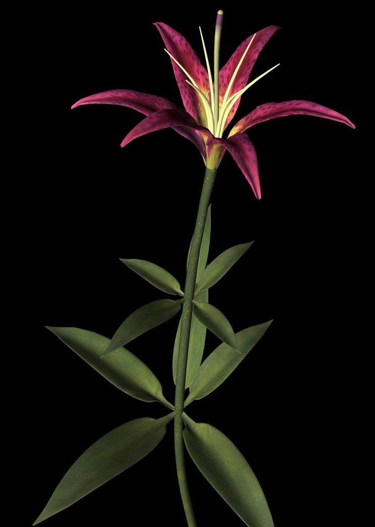 Bryce Wild Plant Flower