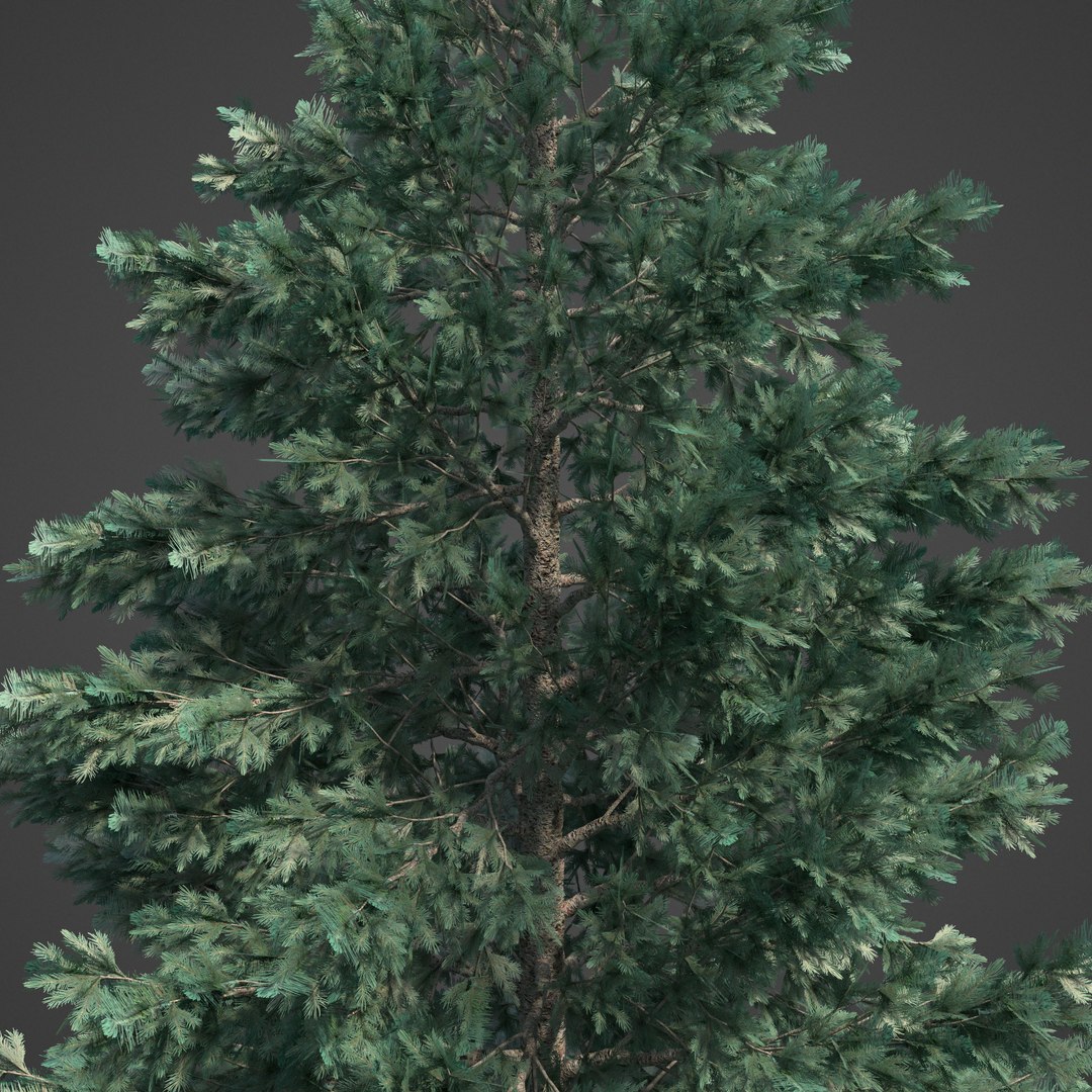 Free Tree 3D Model - TurboSquid 1675181