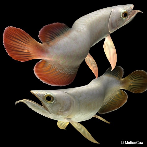 lightwave arowana fish