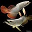 Lightwave Arowana Fish