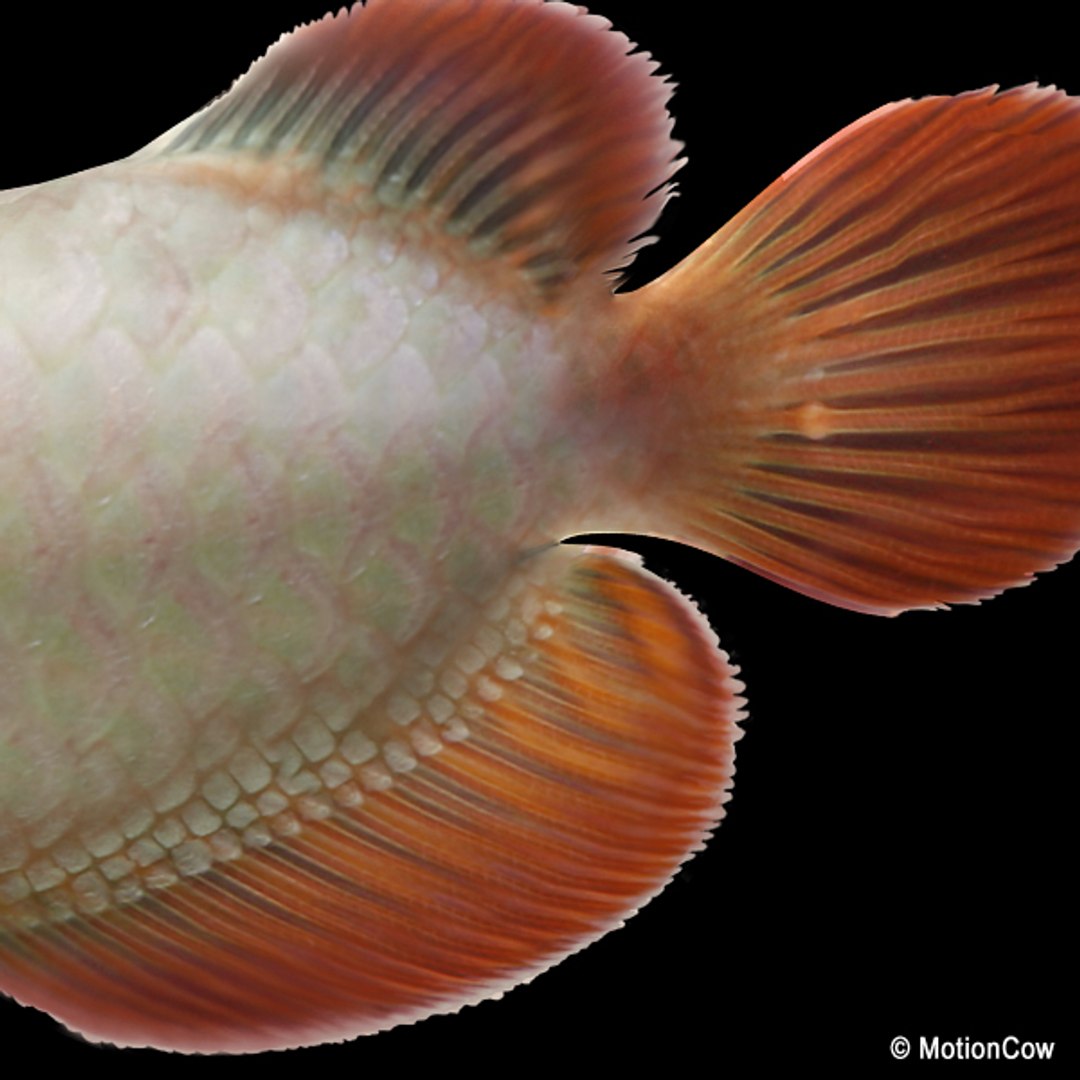 Lightwave Arowana Fish