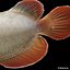 Lightwave Arowana Fish