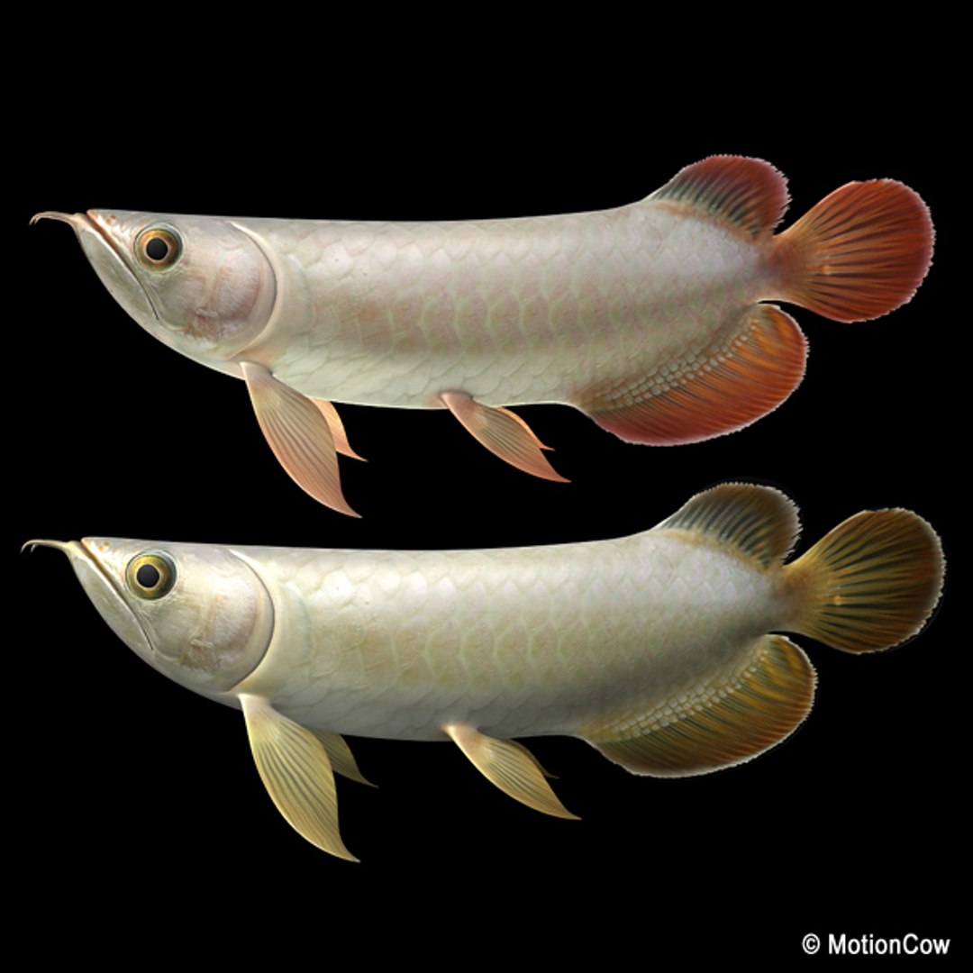 Lightwave Arowana Fish