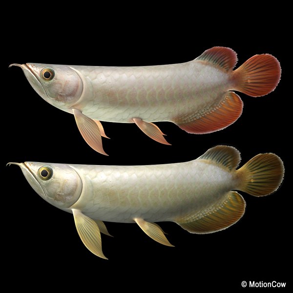 lightwave arowana fish