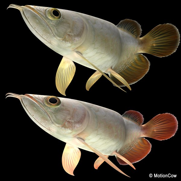 lightwave arowana fish