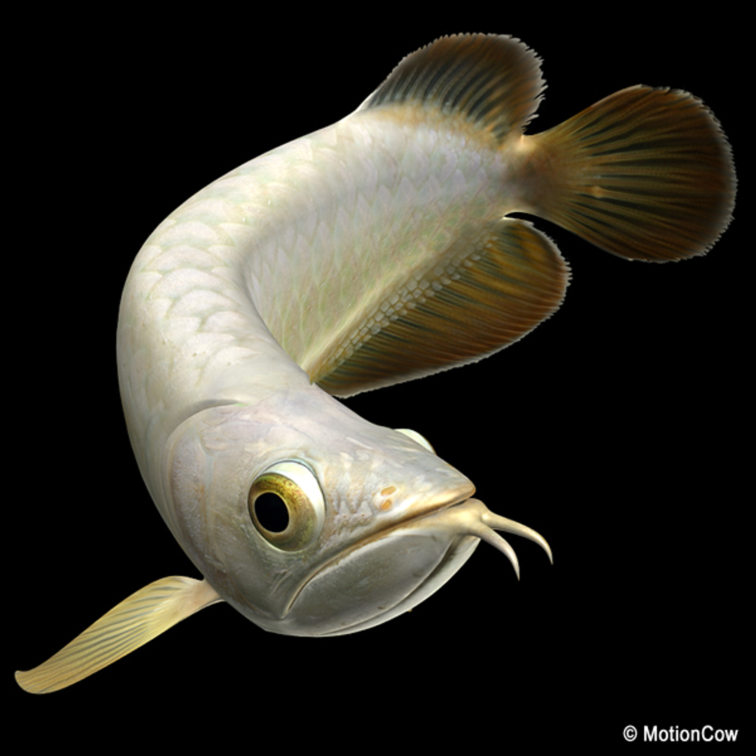 lightwave arowana fish