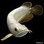 Lightwave Arowana Fish
