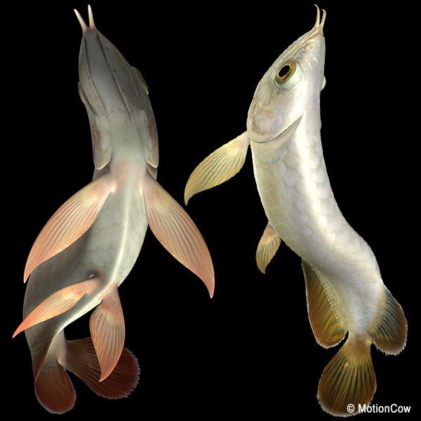 lightwave arowana fish