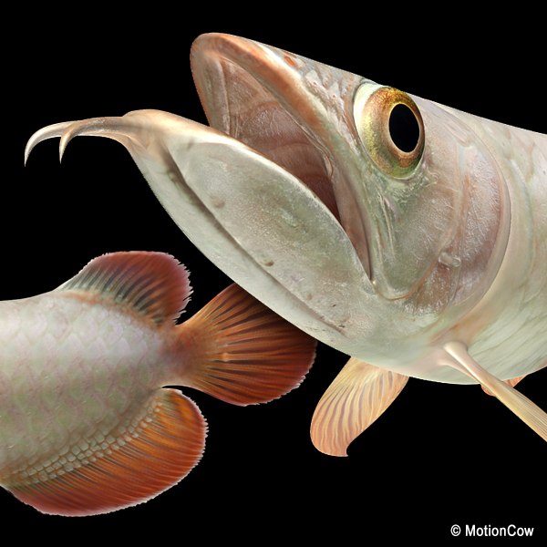 lightwave arowana fish