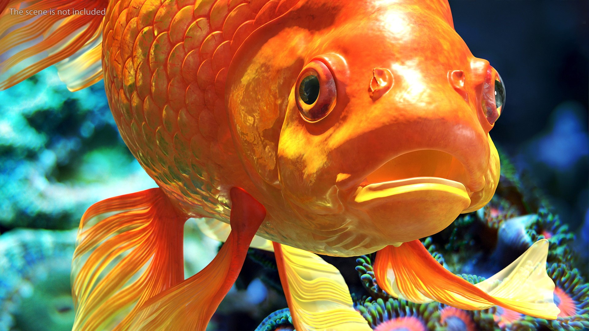 Orange Fancy Fantail Goldfish Swim 3D model - TurboSquid 1765315