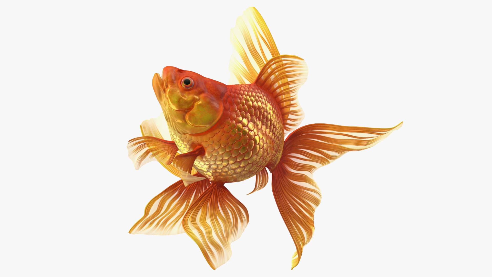 Orange Fancy Fantail Goldfish Swim 3D model - TurboSquid 1765315