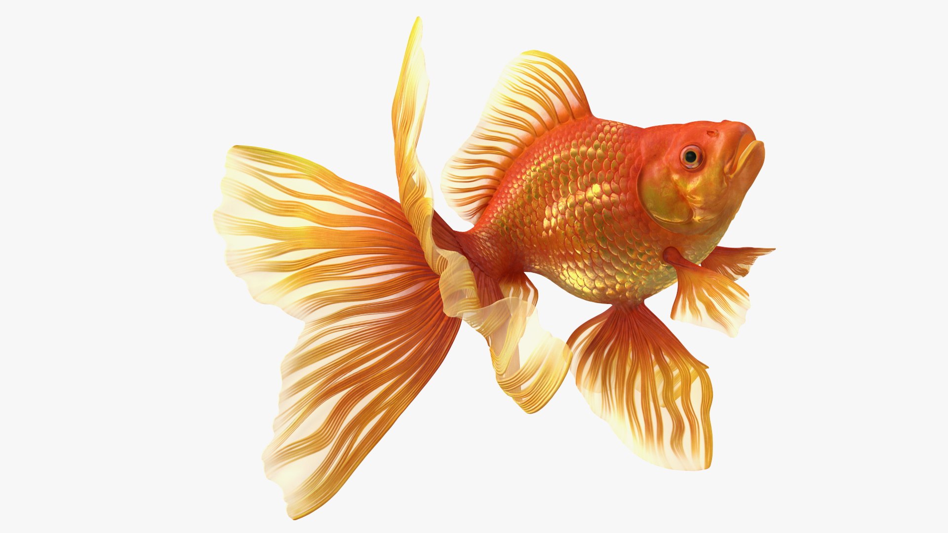 Orange Fancy Fantail Goldfish Swim 3D model - TurboSquid 1765315