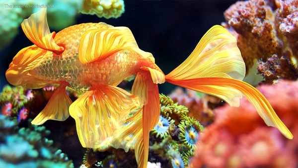 Orange Fancy Fantail Goldfish Swim 3D model - TurboSquid 1765315