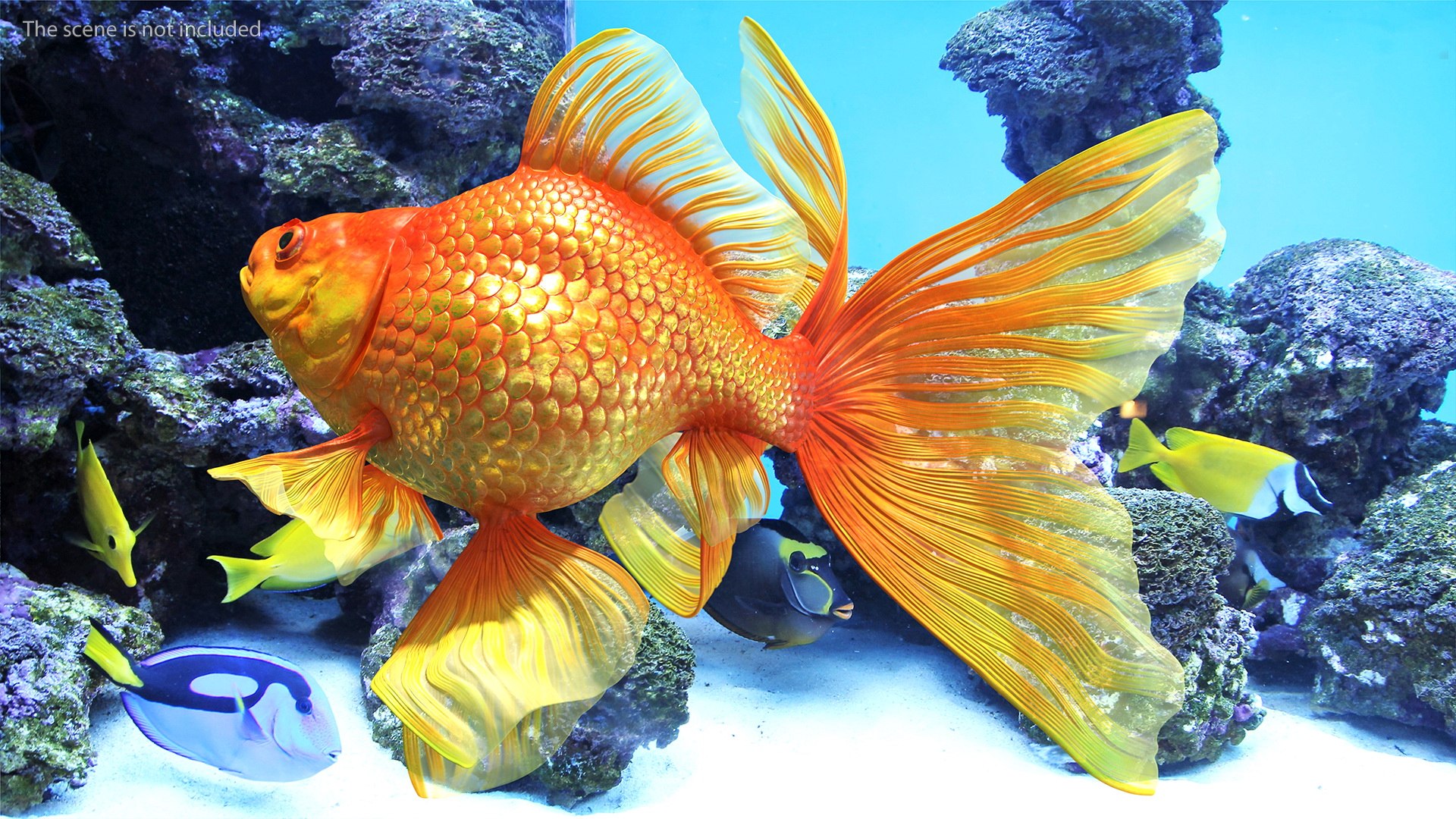 Orange Fancy Fantail Goldfish Swim 3D model - TurboSquid 1765315