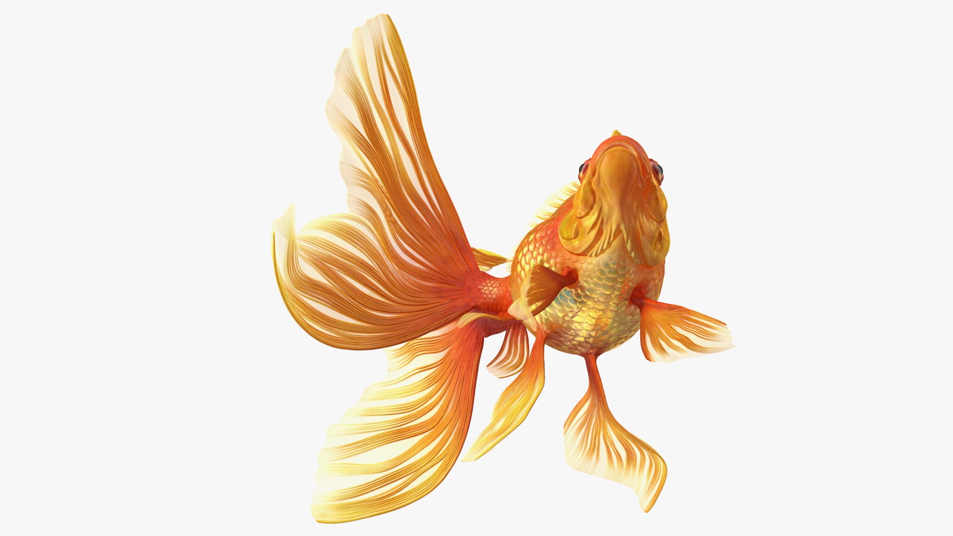 Orange Fancy Fantail Goldfish Swim 3D model - TurboSquid 1765315