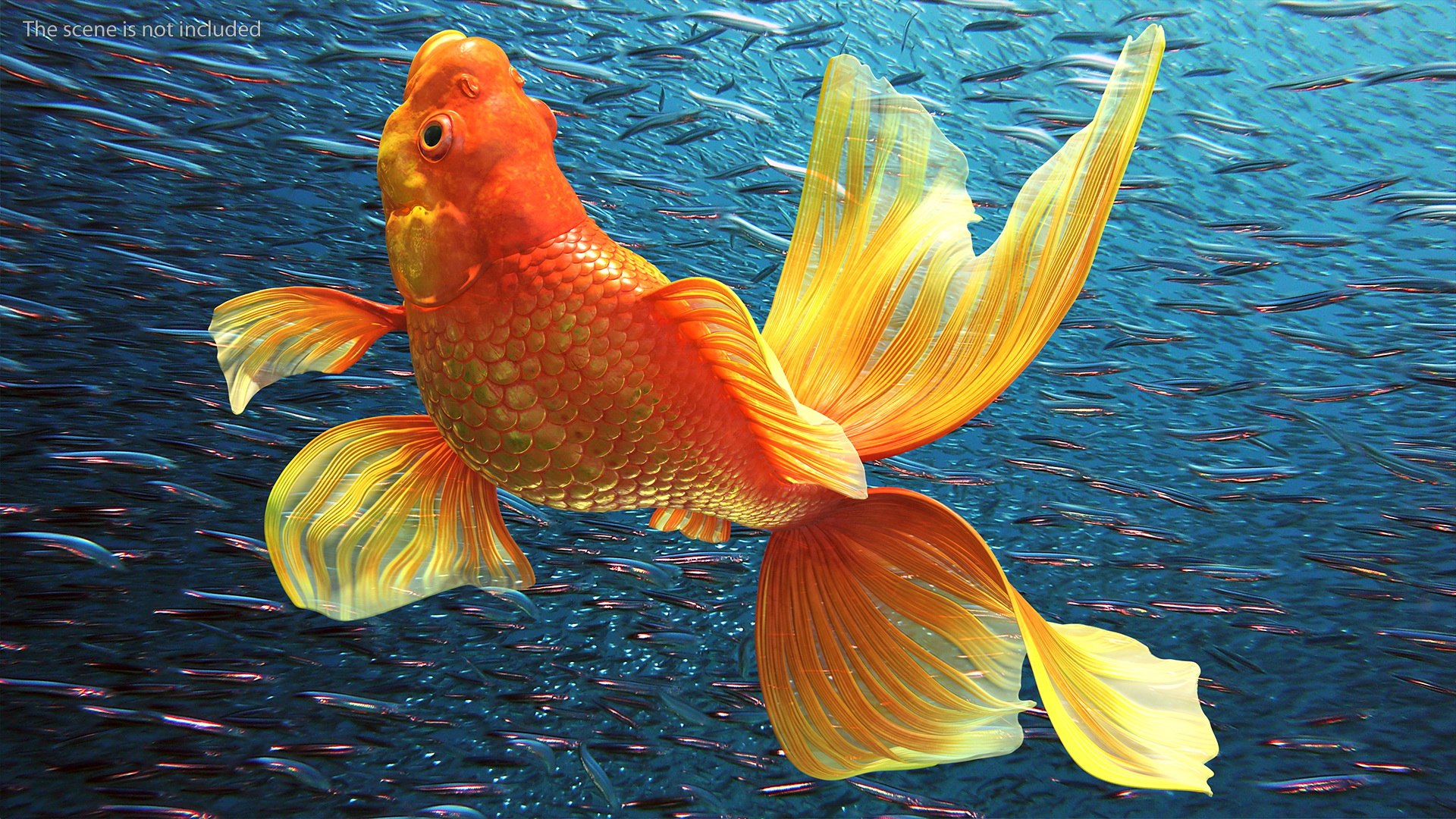 Orange Fancy Fantail Goldfish Swim 3D model - TurboSquid 1765315