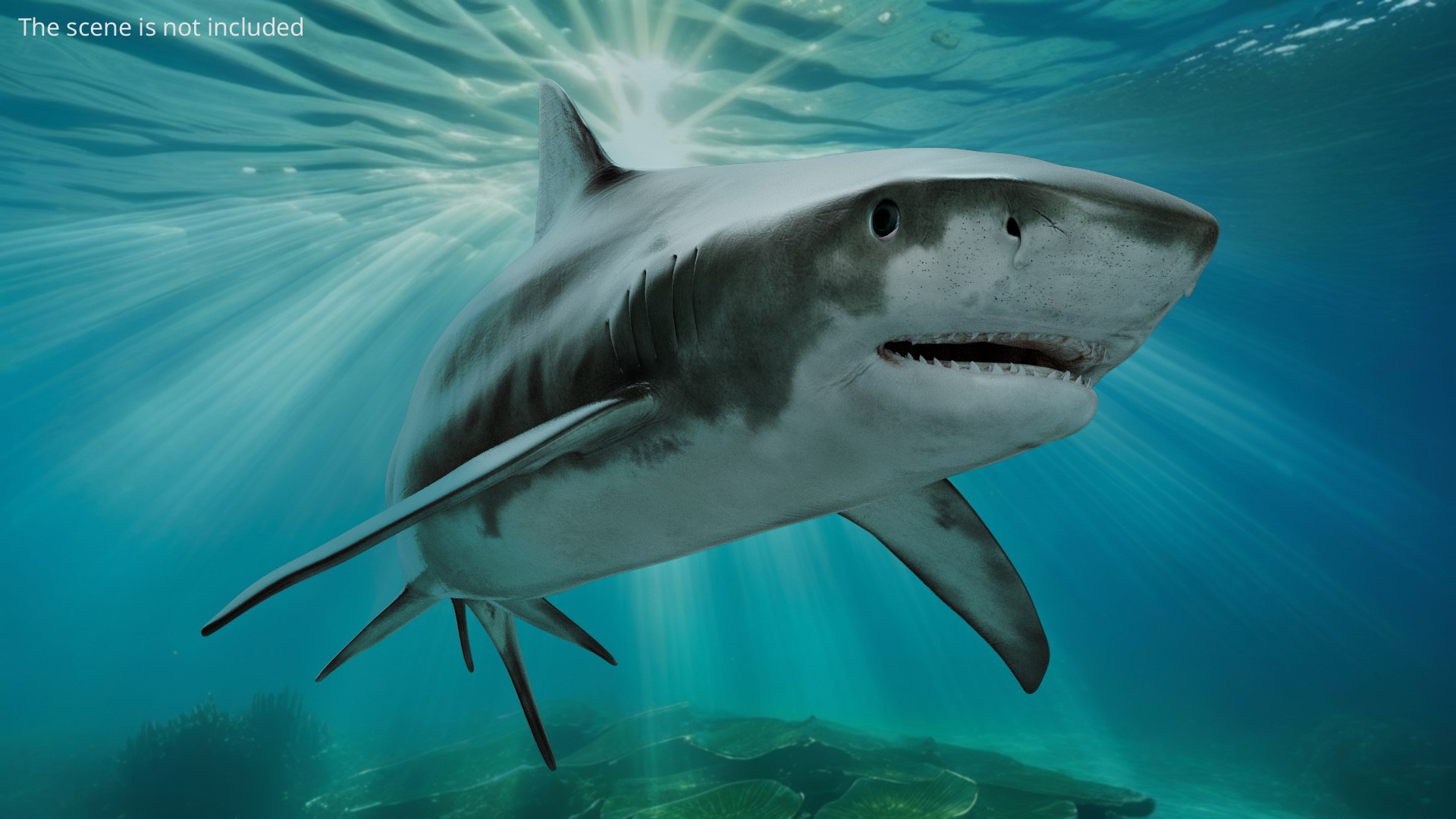 Tiger Shark Swim Fast Animated Rigged For Maya 3D Model - TurboSquid ...