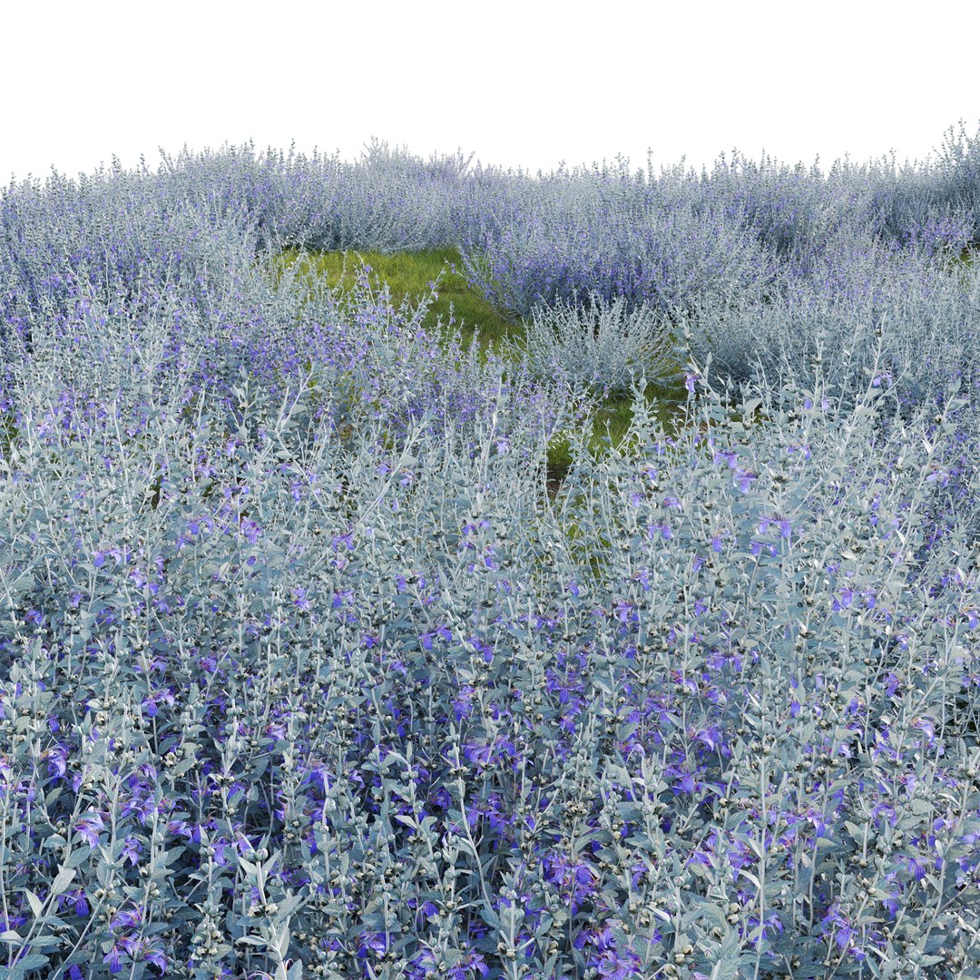3D Model Teucrium Fruticans - Bush Germander - TurboSquid 2203074