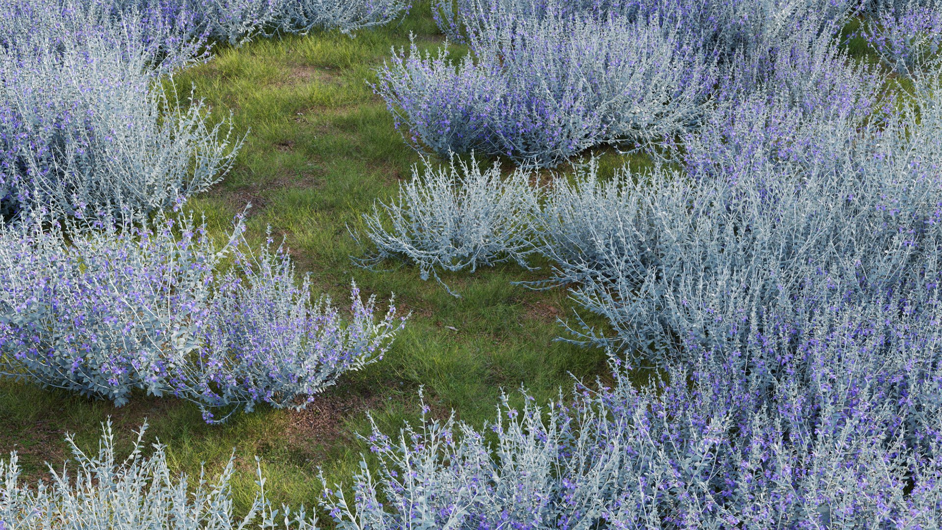 3D Model Teucrium Fruticans - Bush Germander - TurboSquid 2203074