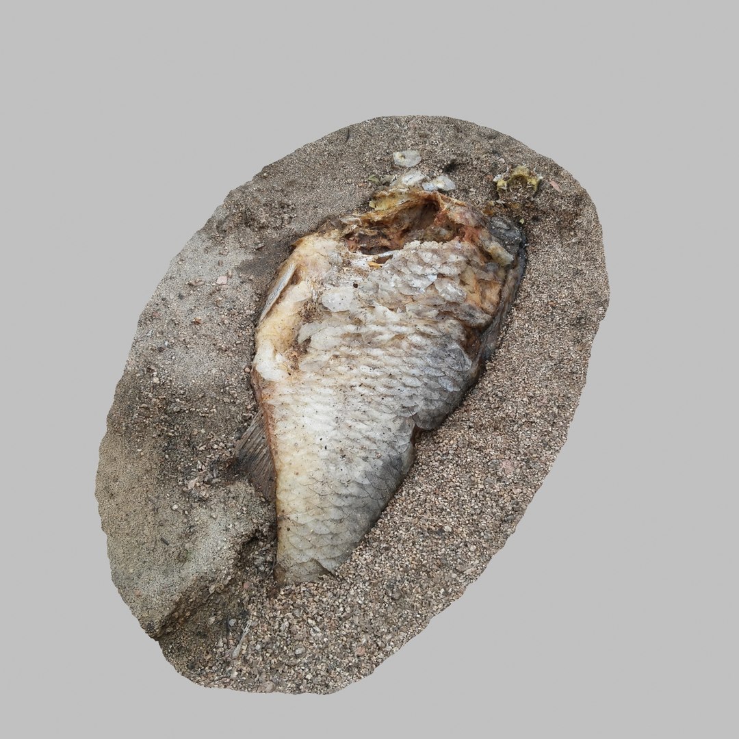 Dead Fish Model - TurboSquid 1431445