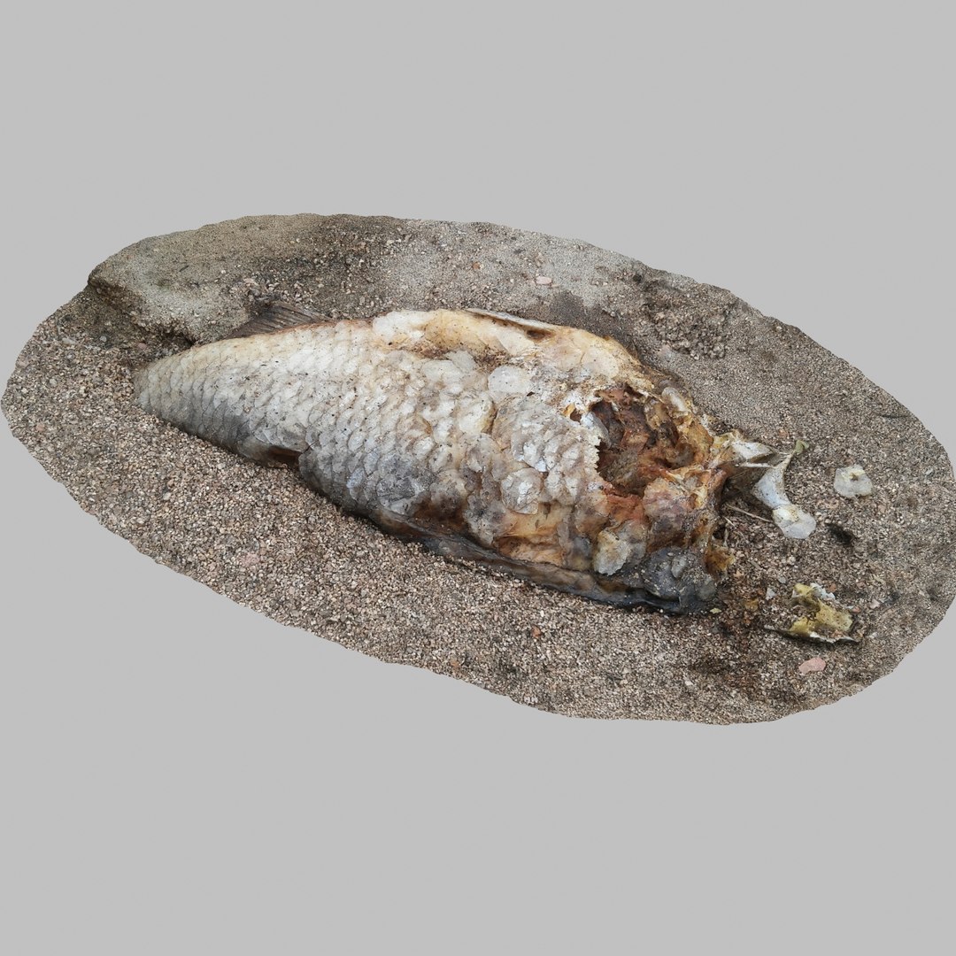 Dead Fish Model - TurboSquid 1431445