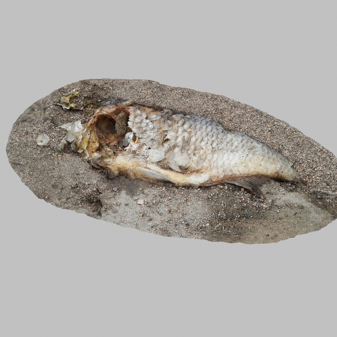 Dead Fish Model - TurboSquid 1431445
